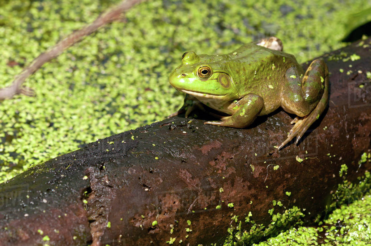 An American bullfrog, Rana catesbeiana, on a log in a pond.; Cambridge ...