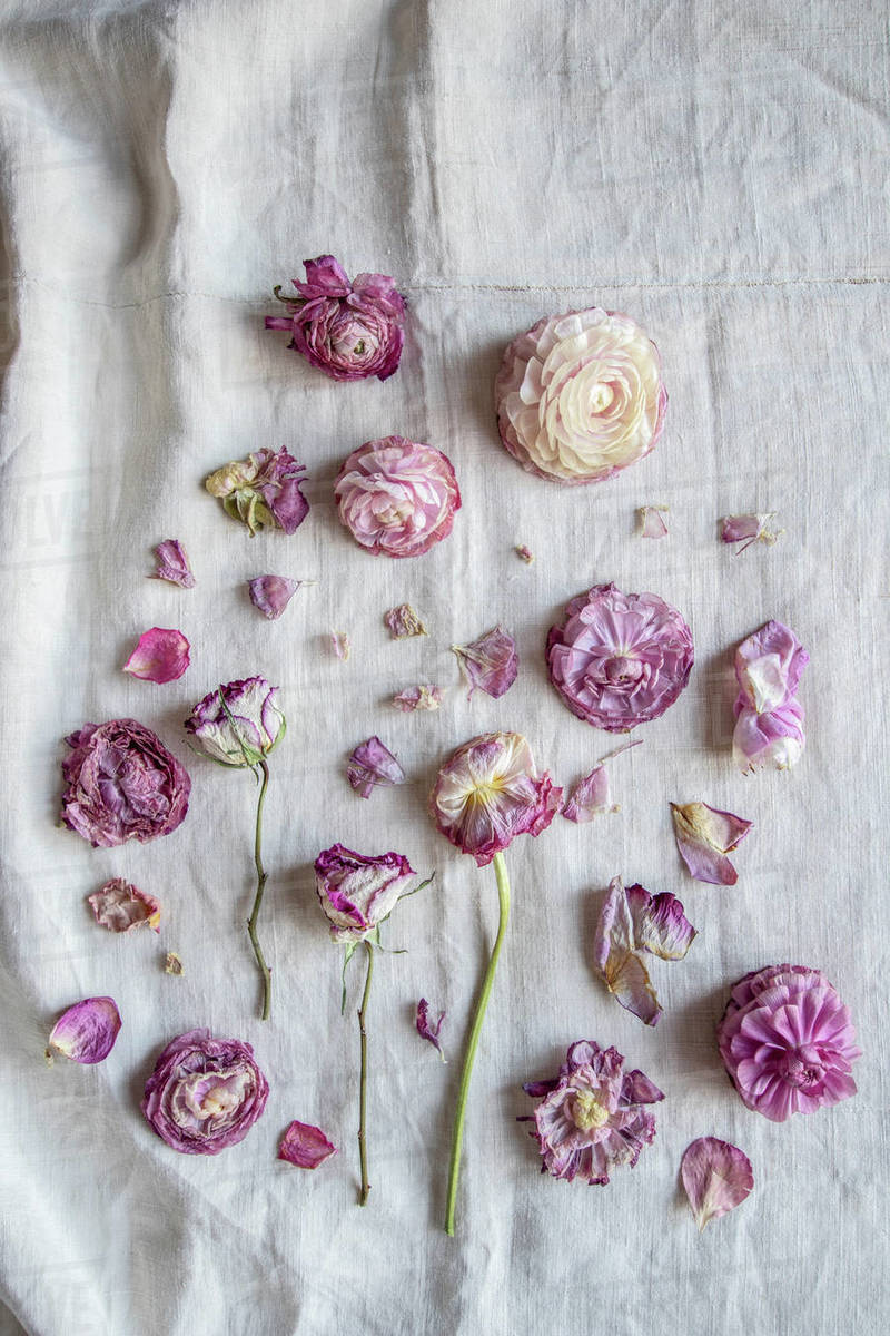 Overhead shot of pink flowers on a linen background. - Stock Photo ...