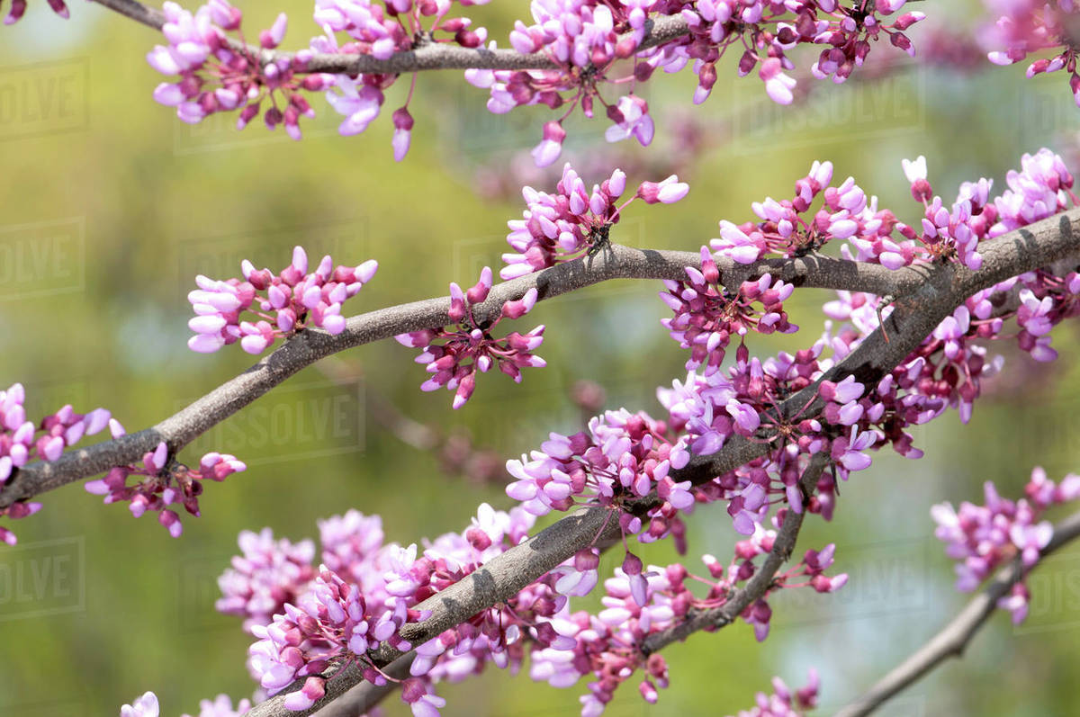 Flowering branches of eastern redbud, Ceris canadensis, in spring ...