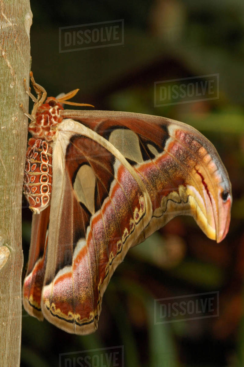 An Atlas moth (species: Attacus atlas; family: Saturniidae). The world's largest moth with a ...