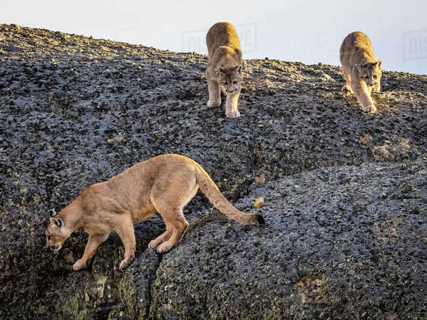 Puma kittens (Puma concolor) follow their mother in Torres del Paine ...