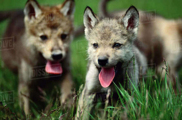Captive gray wolf pups (Canis lupus) at Bear Country USA; Rapid City ...