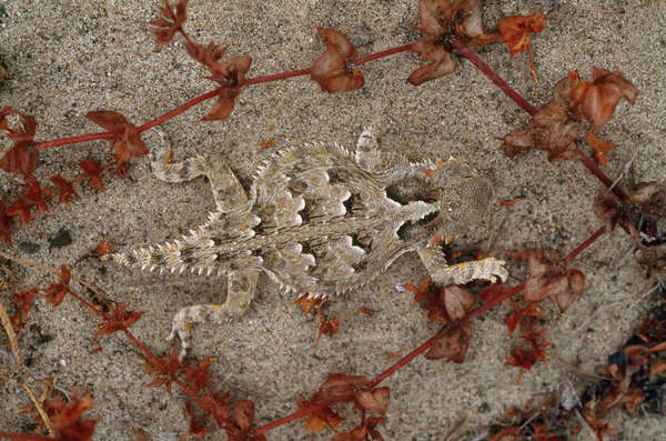 Portrait of an endangered San Diego horned lizard (Phynosoma coronatum ...