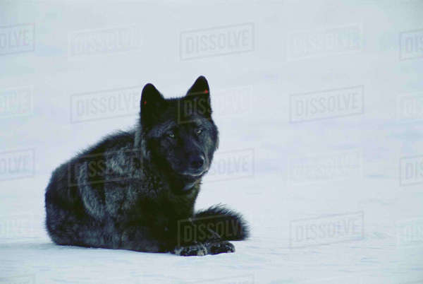 Black yearling female Gray wolf (Canis lupus) of the Nez Perce pack in ...