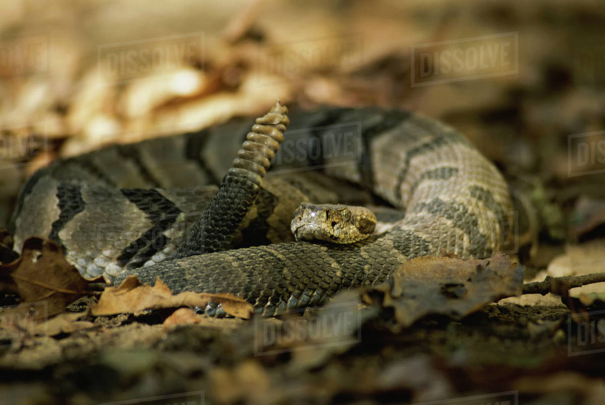 Timber rattler (Crotalus horridus horridus) in defensive pose shakes ...