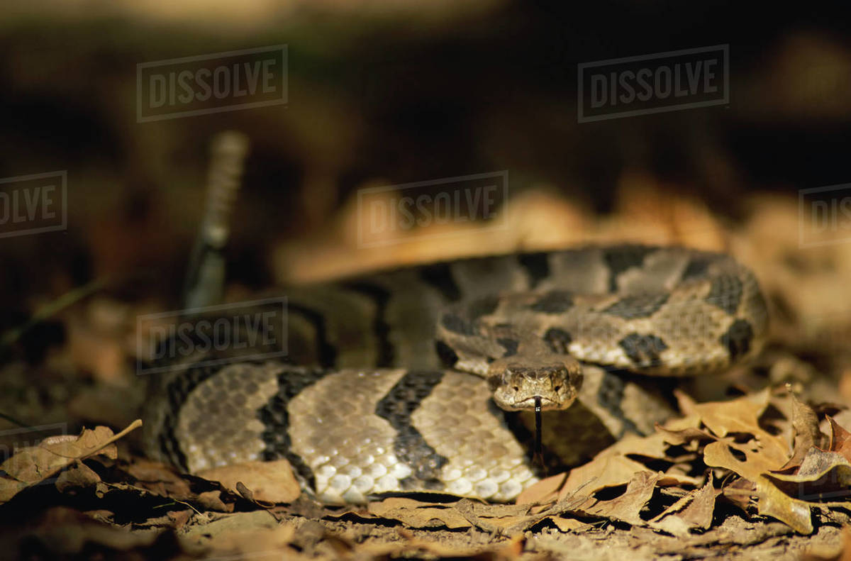 Timber rattler (Crotalus horridus horridus) in defensive pose shakes ...