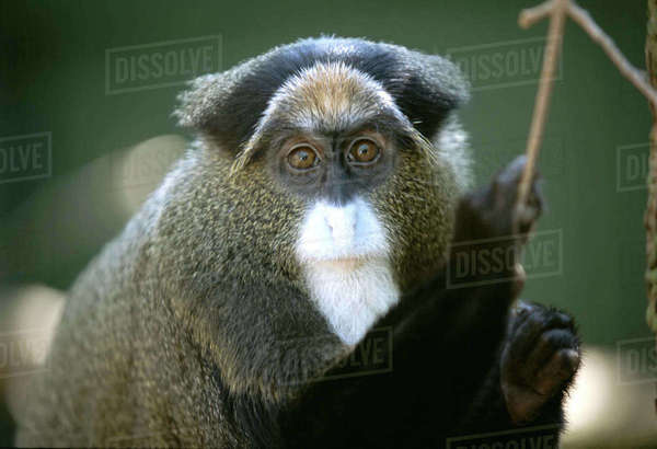 Portrait of a De Brazza's monkey (Cercopithecus neglectus) at a zoo ...