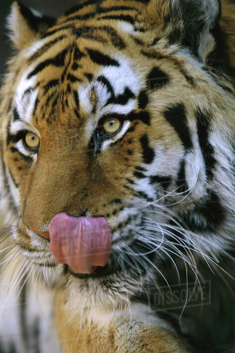 Close-up of a male Siberian tiger (Panthera tigris altaica) lapping his ...