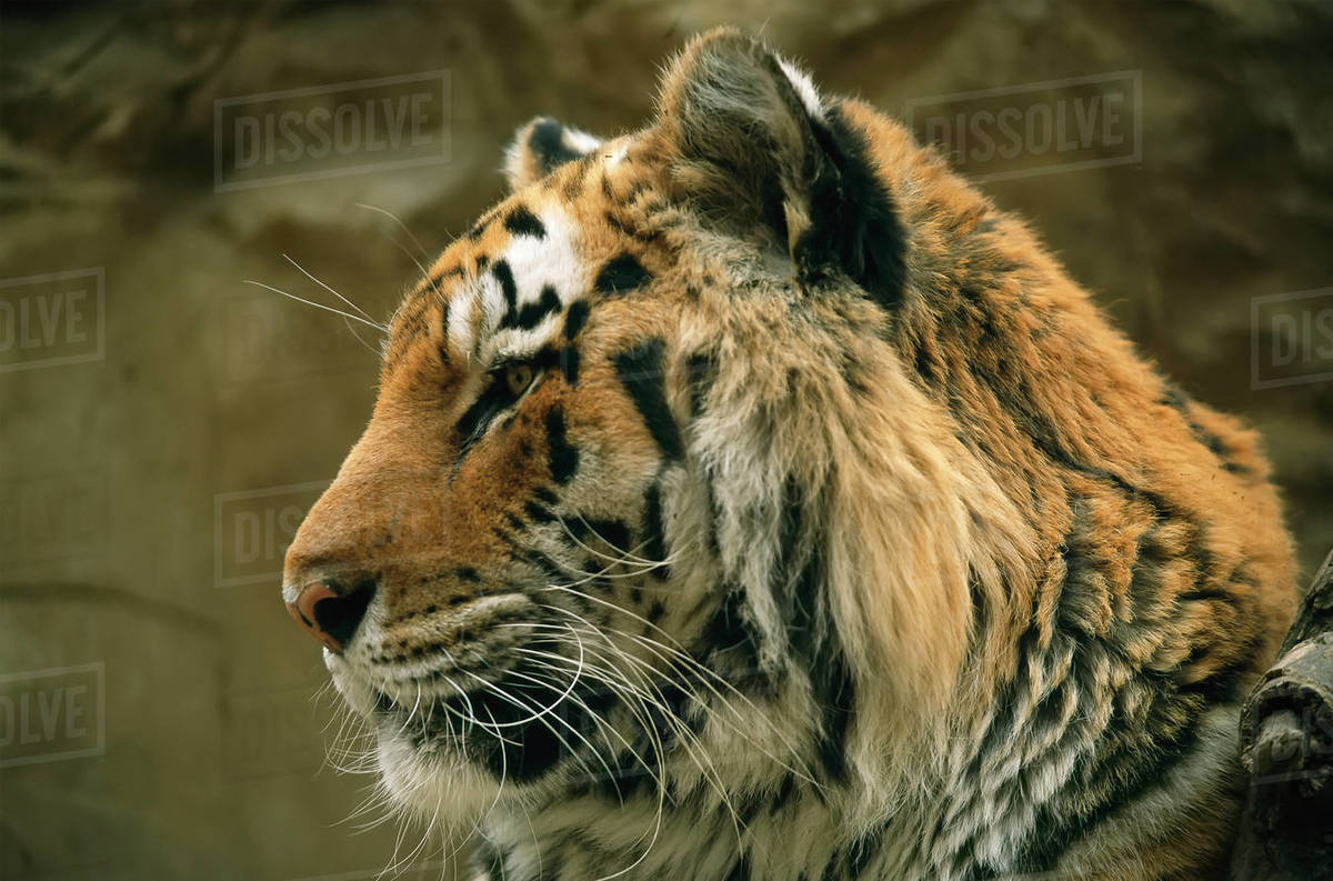 Close-up portrait of the face of a Siberian tiger (Panthera tigris ...