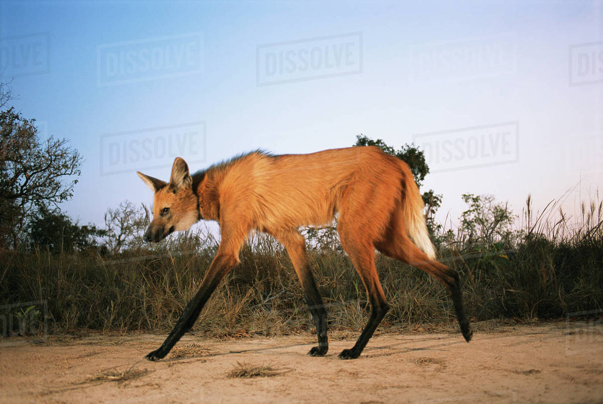 Maned wolf (Chrysocyon brachyurus) with long legs, evolved for hunting ...