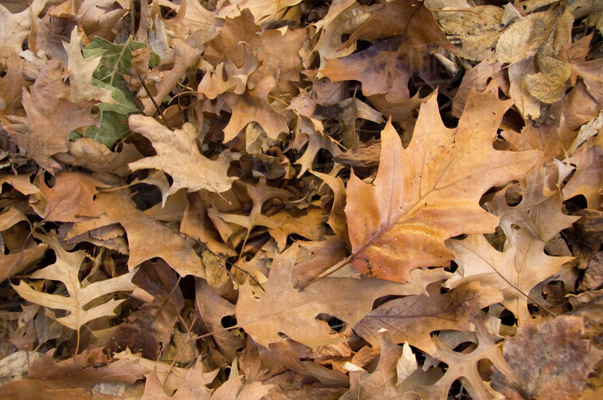 Autumn coloured leaves that have fallen to the ground; Lincoln ...