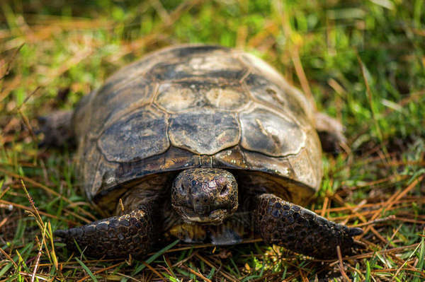 Portrait of a Gopher tortoise (Geopherus polyphemus) at surface level ...