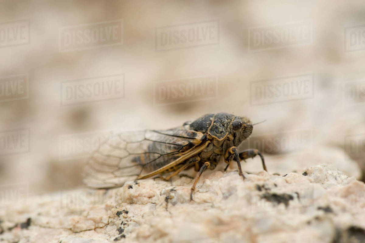Portrait of a Cicada on a rock in the Sixty Lake Basin of King's Canyon ...