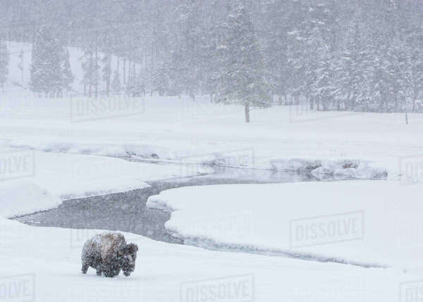 An America bison (Bison bison) forages near a stream during a snow ...