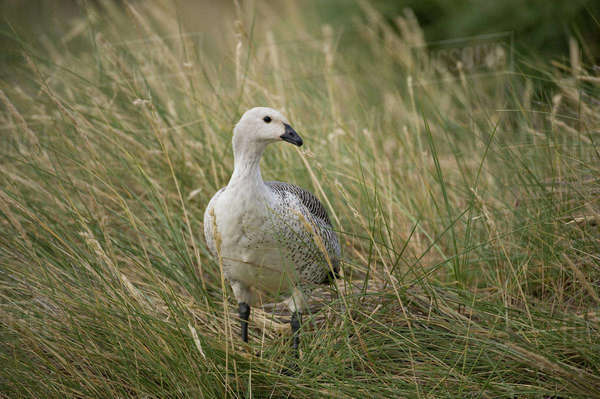 Portrait of a male Upland goose (Chloephaga picta leucoptera) on ...