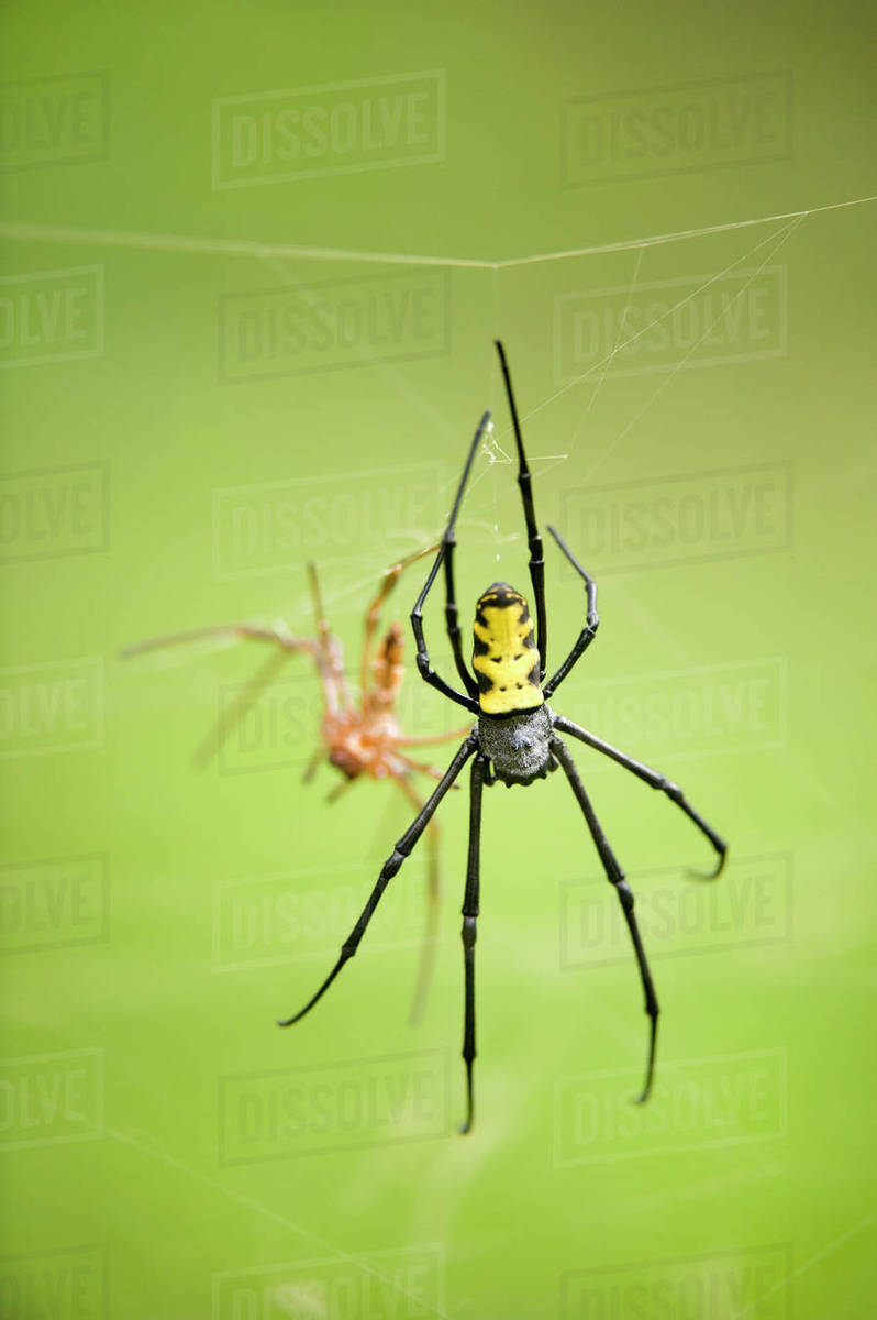 Two Golden orb spiders (Nephila sp.) on their webs; Bioko Island ...