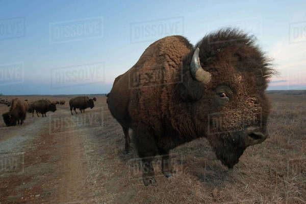 American bison (Bison bison) on the Maxwell Game Preserve, Kansas, USA ...