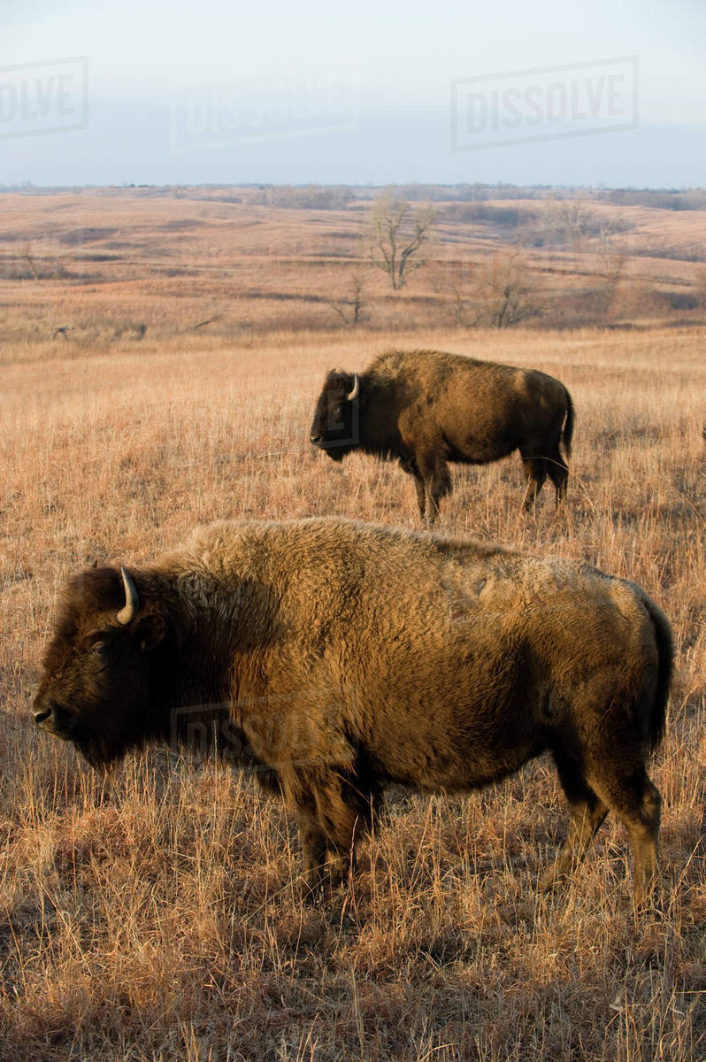 Portrait of two wild American bison (Bison bison) roaming on a game ...