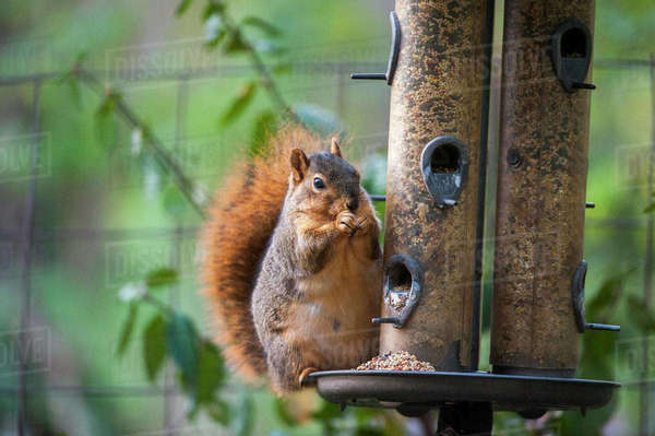 Squirrel eats seeds while balancing itself on a bird-feeder; Lincoln ...