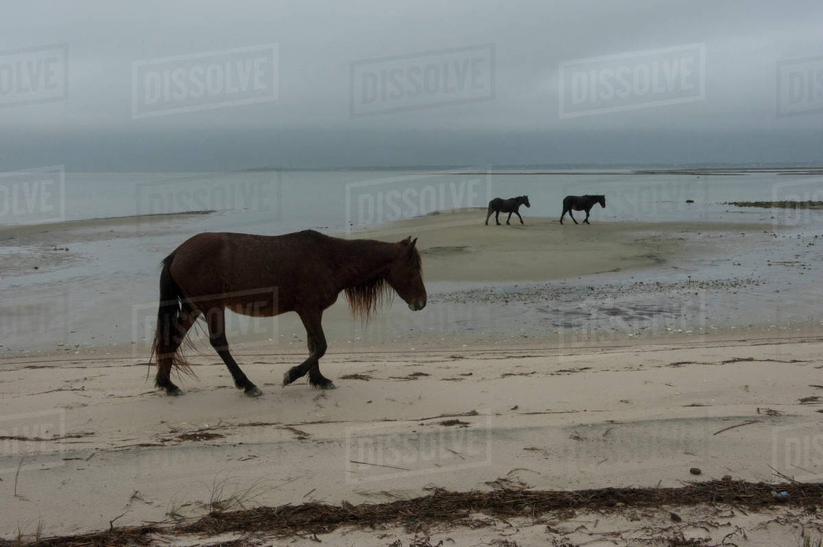 Rare wild Banker horses (Equus ferus caballus) on Shackleford Banks ...