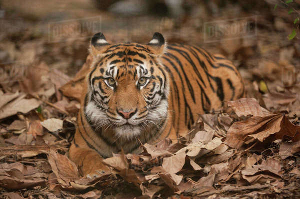 Portrait of a critically-endangered Sumatran tiger (Panthera tigris ...