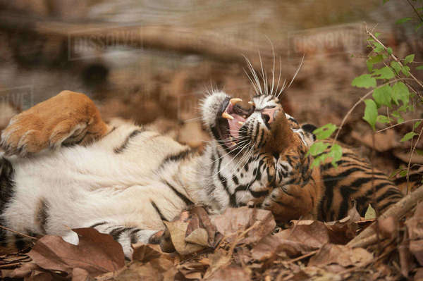 Critically-endangered female Sumatran tiger (Panthera tigris sumatrae ...