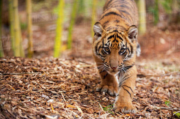 Portrait of a critically-endangered Sumatran tiger cub (Panthera tigris ...