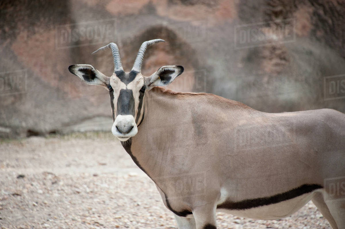 Portrait of an East African oryx (Oryx beisa) in a zoo enclosure ...