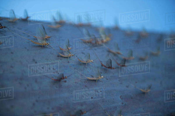 Mayflies swarm the beach at Leech Lake, Minnesota, USA; Walker ...