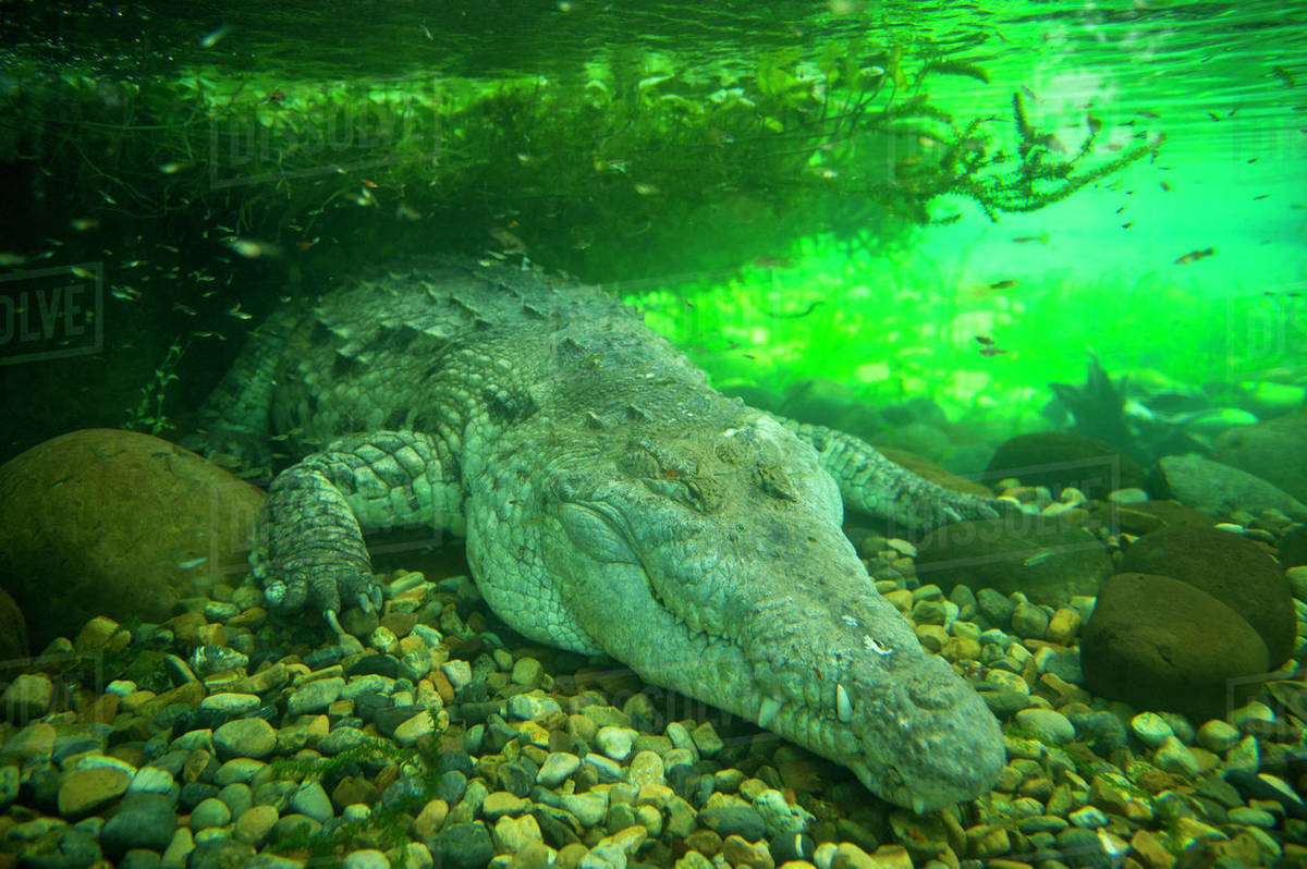Orinoco crocodile (Crocodiles intermedium) underwater in a zoo tank ...