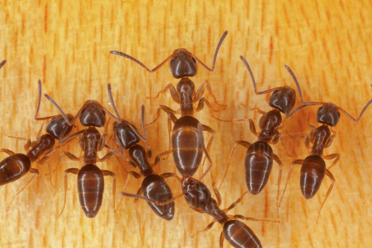 Group of odorous house ants (Tapinoma sessile); Lincoln, Nebraska ...