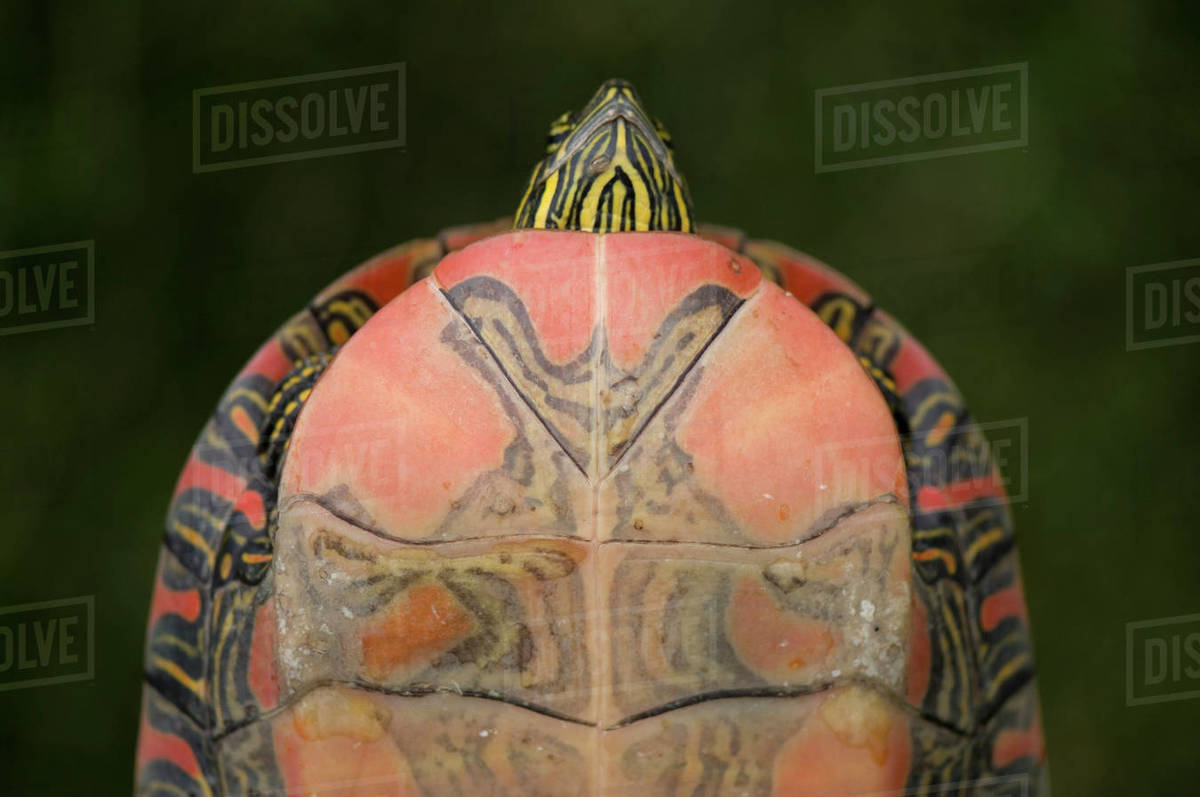 Design on the underside of a Pond turtle (Emydidae); Burwell, Nebraska ...