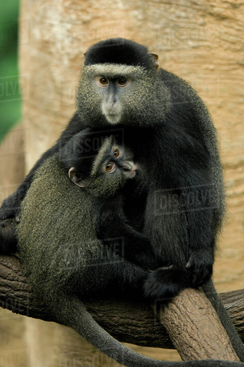 Portrait of two Blue monkeys (Cercopithecus mitis) sitting in an ...