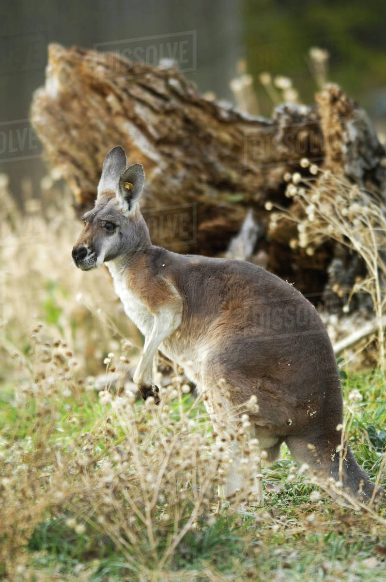 Portrait of a Red kangaroo (Macropus rufus) in a zoo enclosure; Denver ...