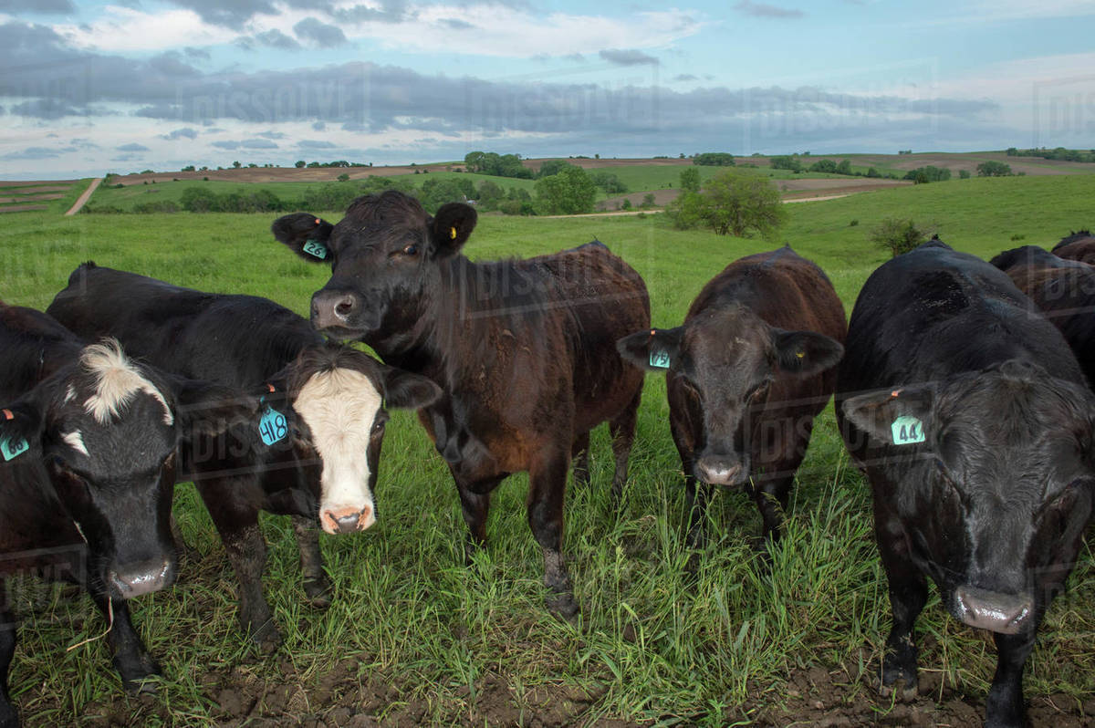 Cattle stand in a row in a pasture looking at the camera; Valparaiso ...