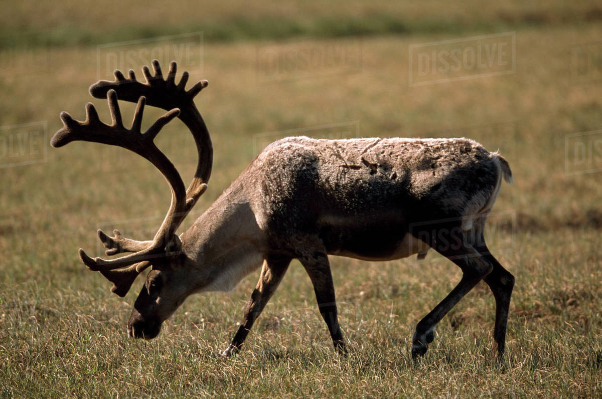 Caribou buck (Rangifer tarandus) grazing on tundra; North Slope, Alaska ...
