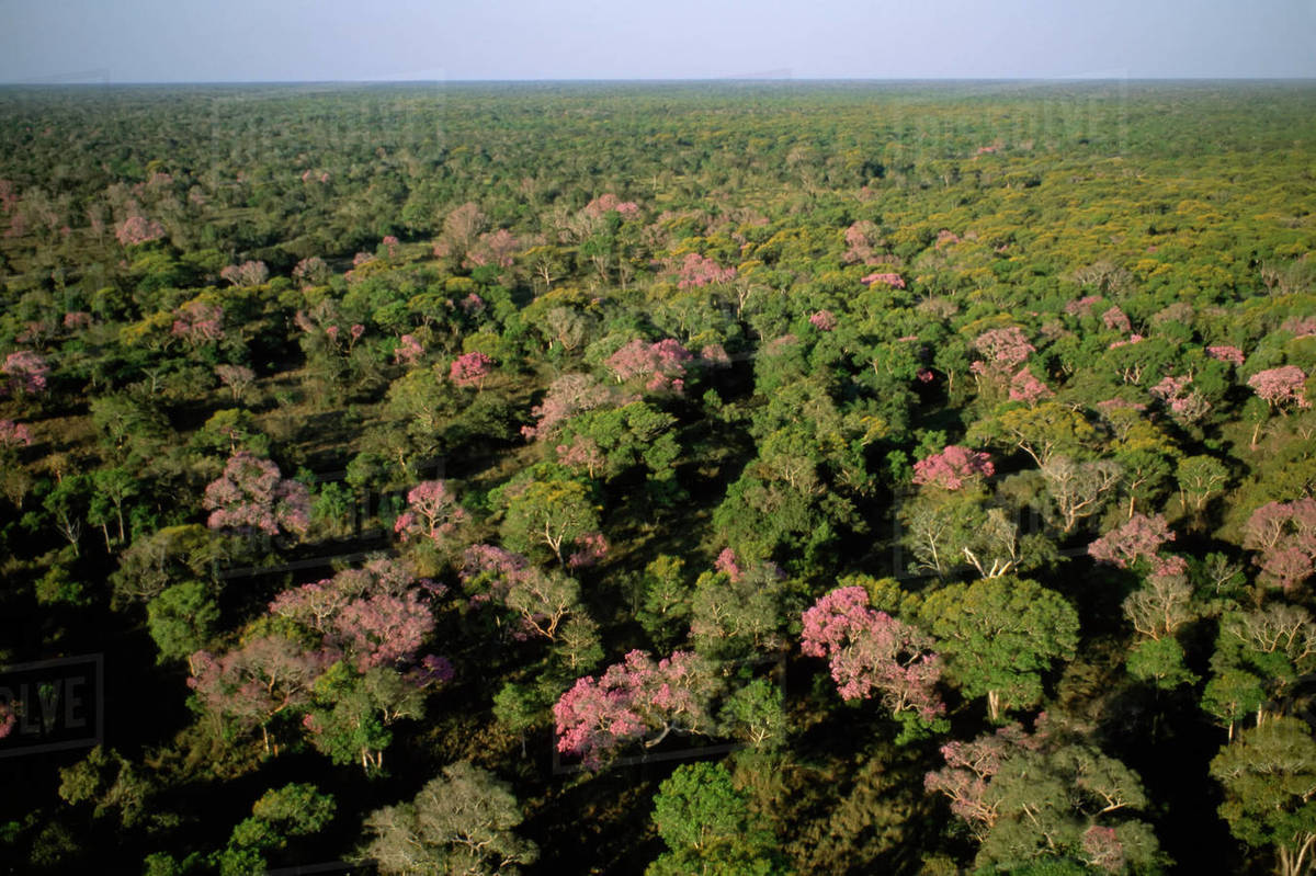 Aerial view of a pink trumpet tree (Tabebuia heterophylla) forest ...