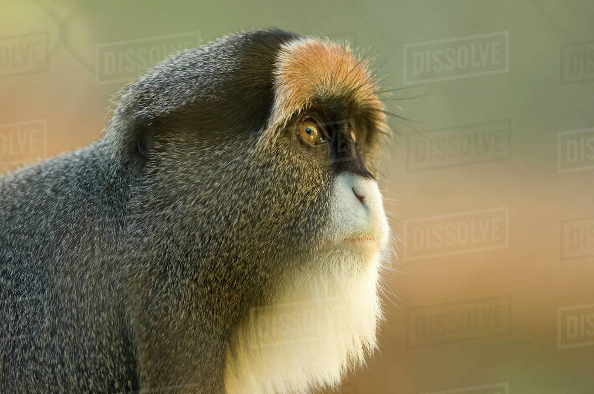 DeBrazza's monkey (Cercopithecus neglectus) at a zoo; Wichita, Kansas ...
