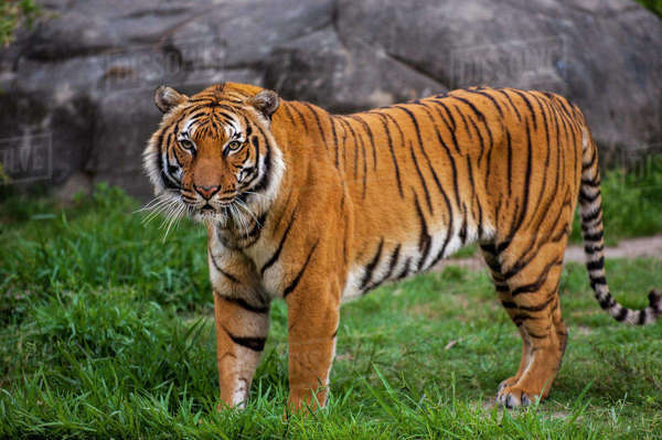 Portrait of the Indochinese Tiger (Panthera tigris corbetti) standing ...