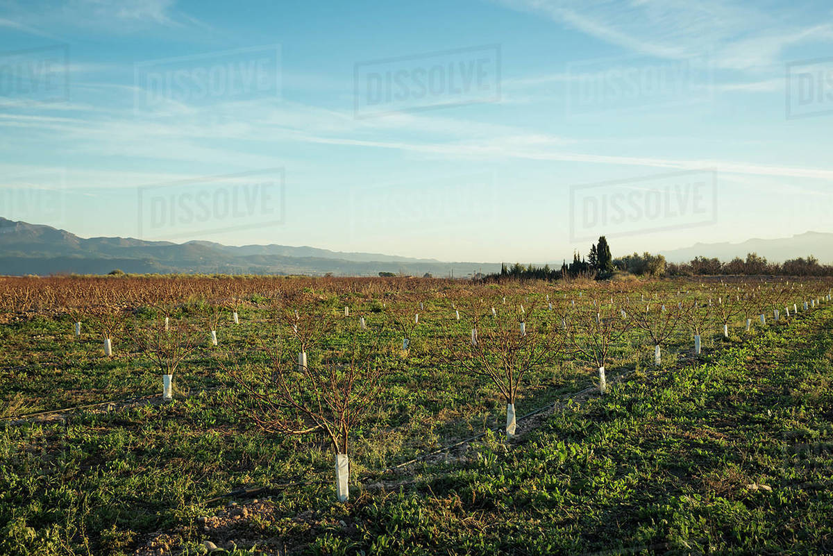Overview of field of bare fruit trees wrapped with white tree guard to ...