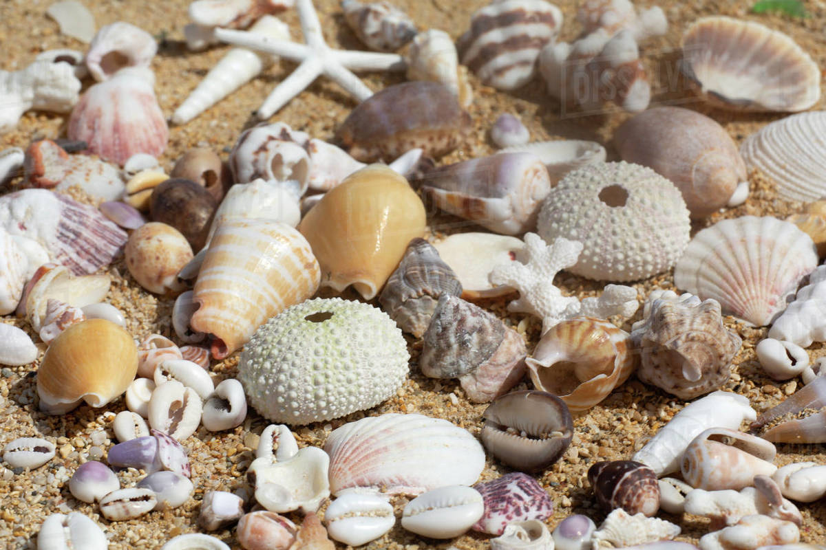 Close-up of a collection of sea shells on the beach; Maui, Hawaii ...