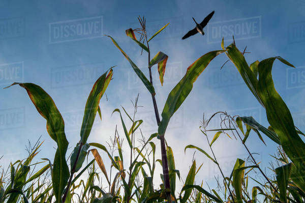 Corn Leaves With Goose Flying Overhead; Belgium - Royalty-free Stock ...