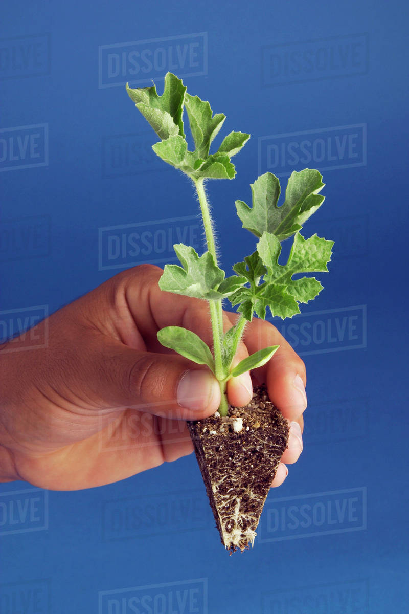 Agriculture - A researchers hand holds a watermelon seedling plug ...