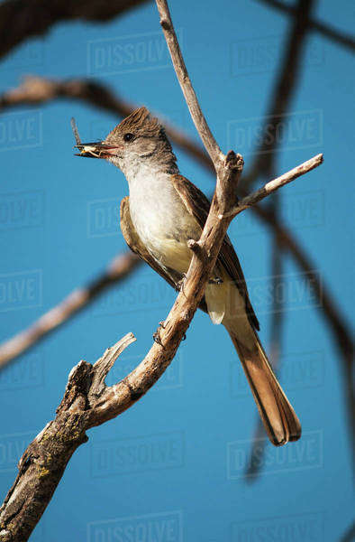 An Ash-Throated Flycatcher (Myiarchus Cinerascens) Captures Insects For ...