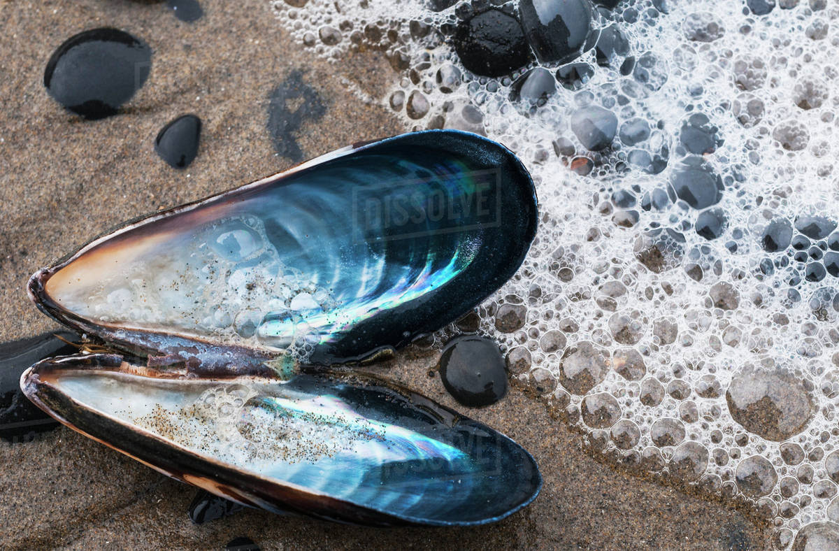 Waves Wash Over A Blue Mussel (Mytilus Edulis) Shell On The Beach ...