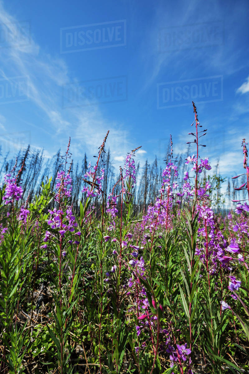 Fireweed (Chamerion angustifolium) in an old burn; Yukon, Canada ...