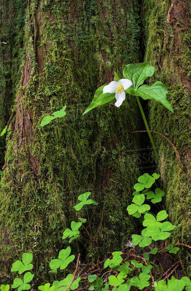 A Trillium grows from the trunk of a Western Red Cedar tree; Jewell ...
