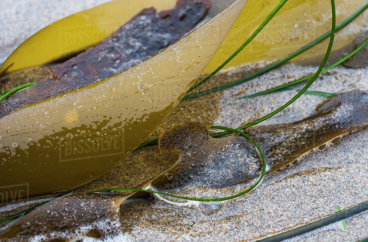 Seaweed washes up on a beach; Cannon Beach, Oregon, United States of ...
