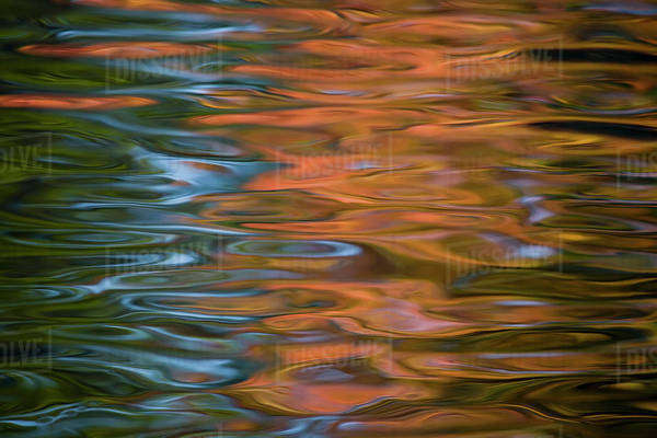 Vine maple and sky reflected in ripples South Fork Hoh side channel ...