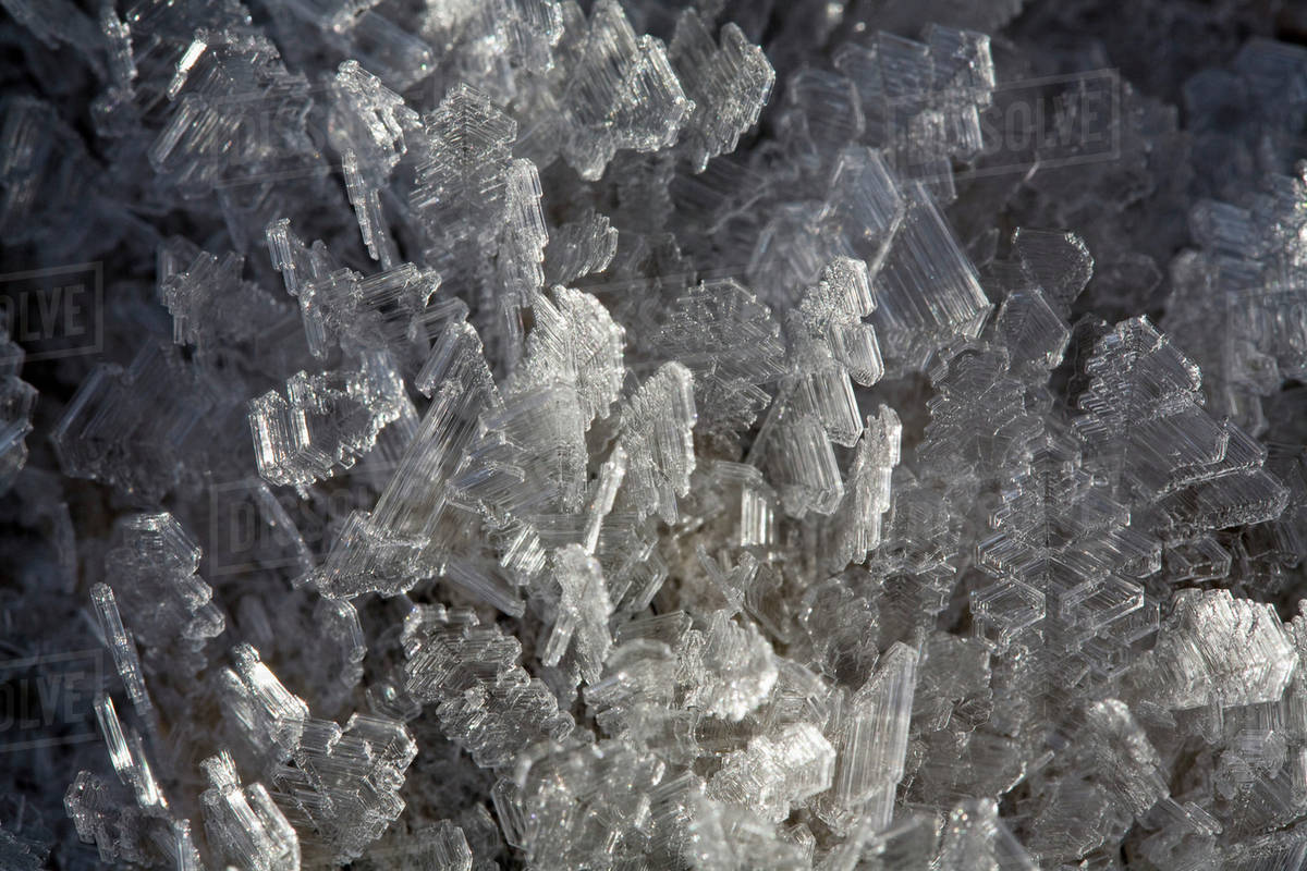 Geometric frost-formed ice cystals, Sol Duc Valley; Washington, United ...
